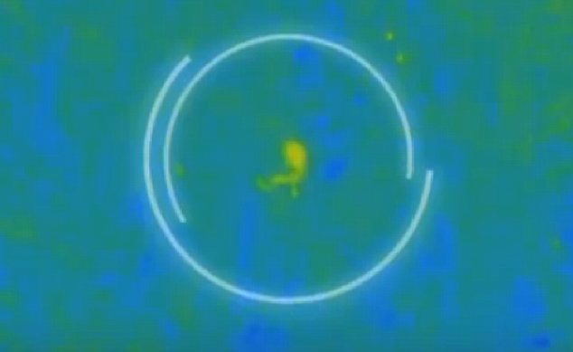 Misteri Batutut. Bigfoot dari Asia Tenggara