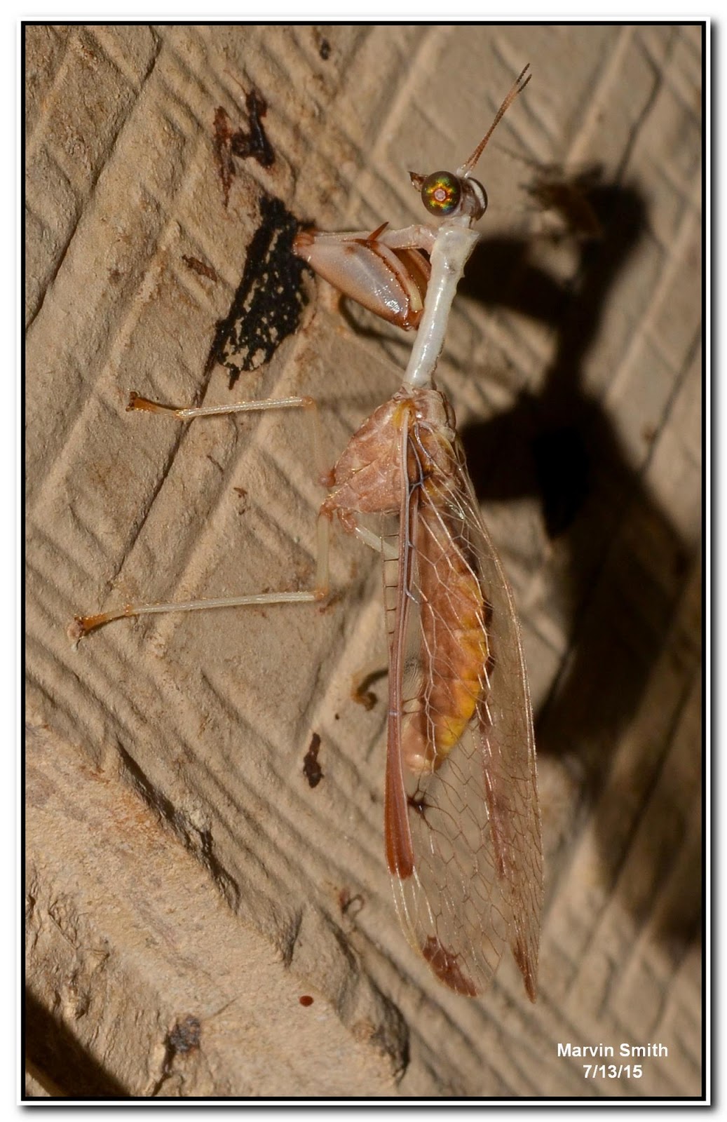 Nature in the Ozarks: Mantidfly (Dicromantispa interrupta)