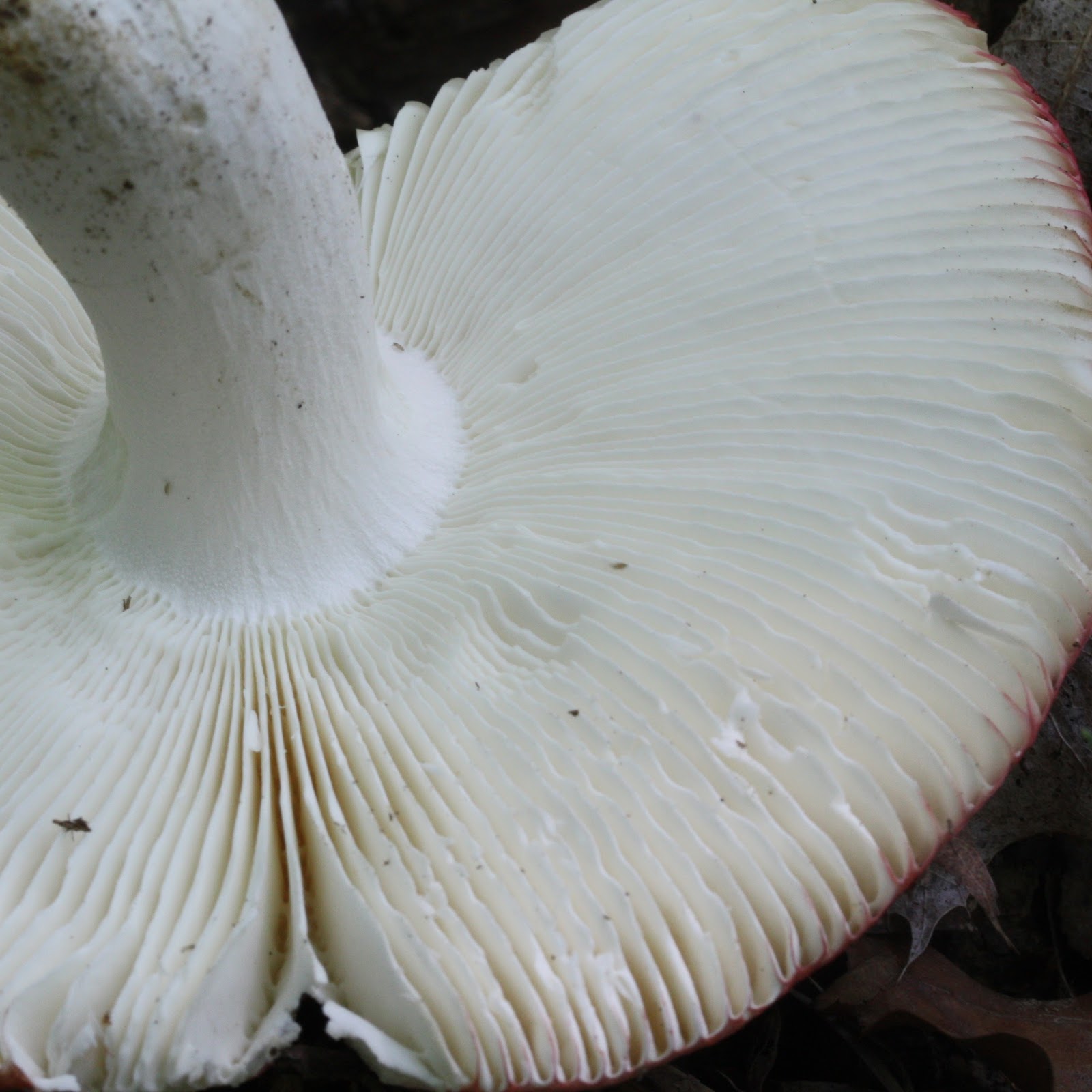 Guía de Setas y Hongos de Navarra.: Russula alutacea Fr,ss Mlz-Zv