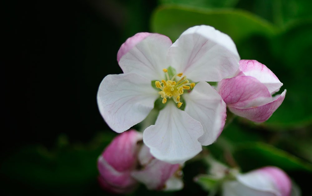 Fleur de pommier...