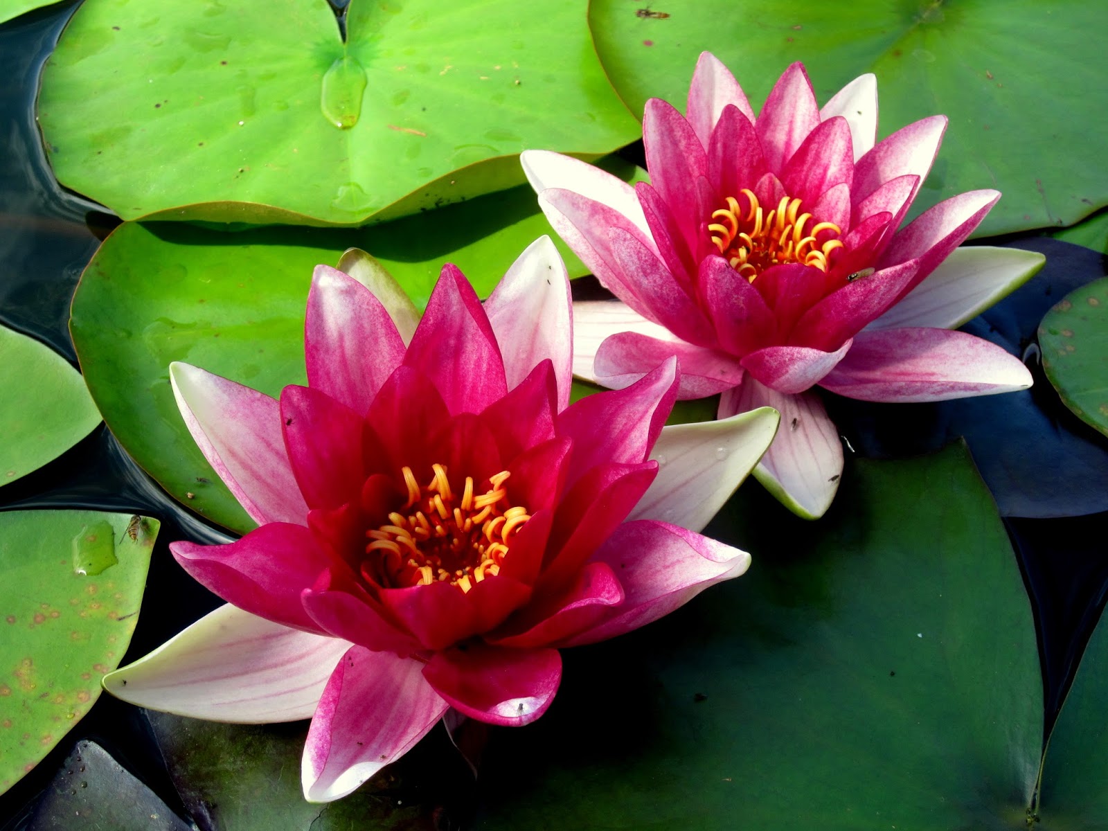 La Tierra Pura: agosto 2013