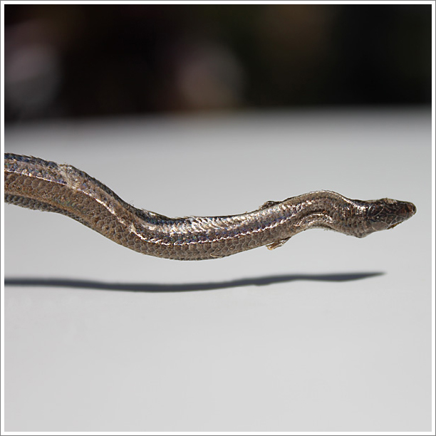 The Ridou Report: Legless Lizards et al.