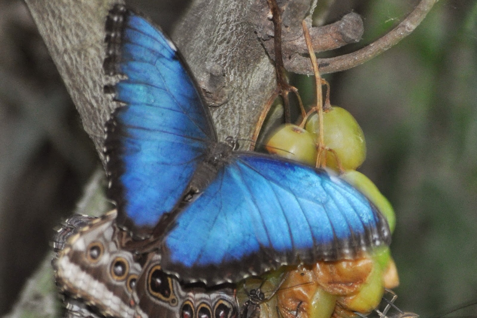 ZOOTOGRAFIANDO (6.100 ANIMALS): MARIPOSA MORPO AZUL / COMMON BLUE ...