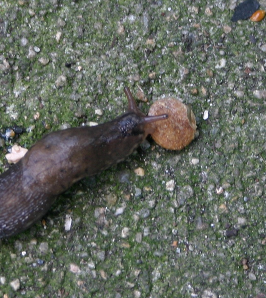 My Temple of Nature: Slug Slime