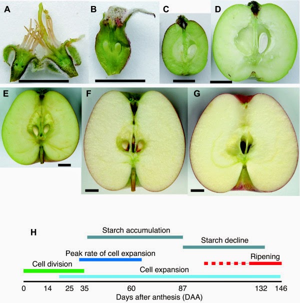 Senior Biology: Reproductive Strategies