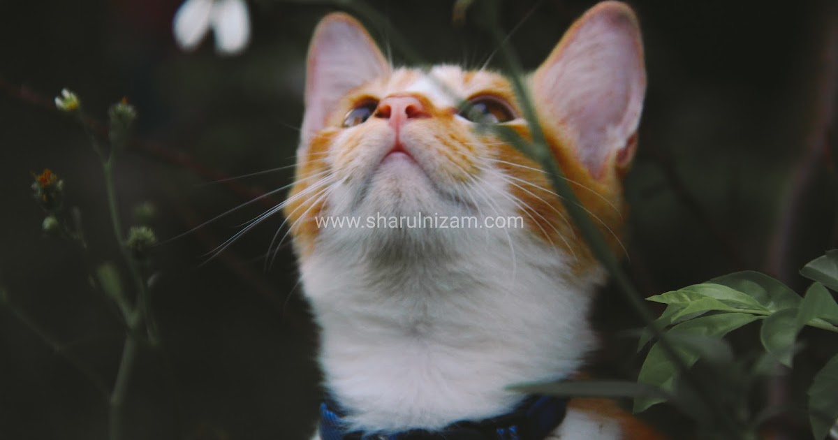 15 Keping Koleksi Gambar Kucing Comel