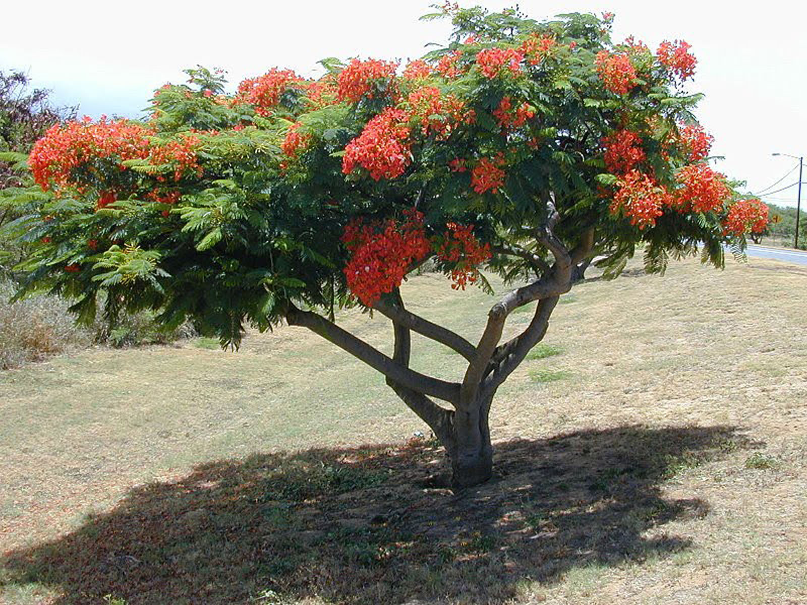 elarbolmiamigo-encinarosa: Flamboyant / Delonix regia / Ponciana regia ...