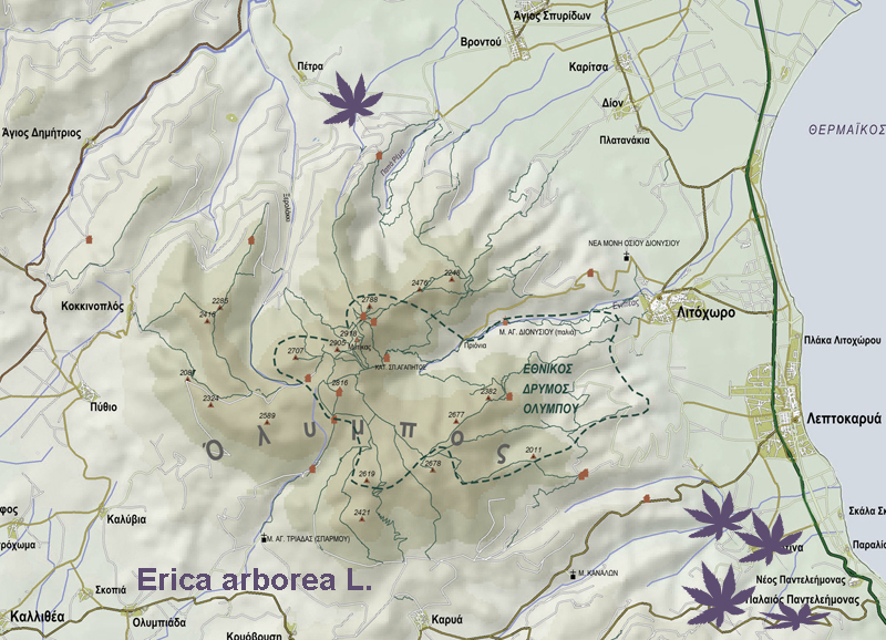 αγριολούλουδα του Ολύμπου: Ρείκι- Erica arborea L.