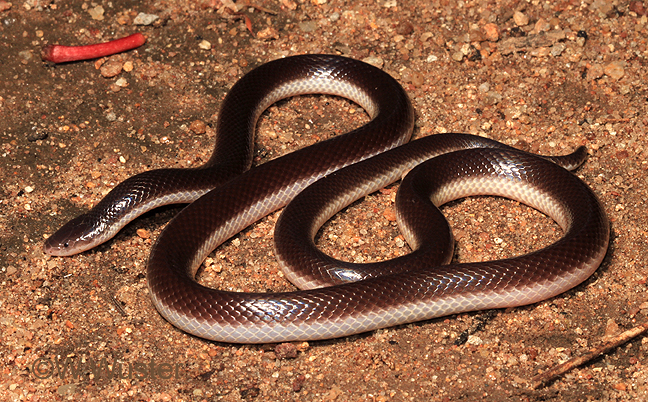 Ular - Snake - Ophidia