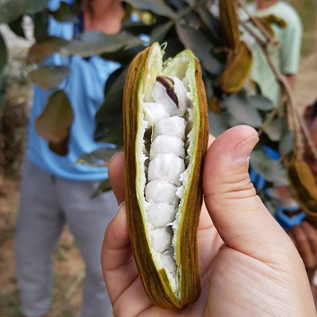 Mengenal Buah Salju Khas Bedugul Bali - IstanArina I Lifestyle Blog I ...