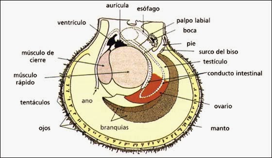 Blog de la clase de Biología y Geología de 1º de Bachillerato del IES ...