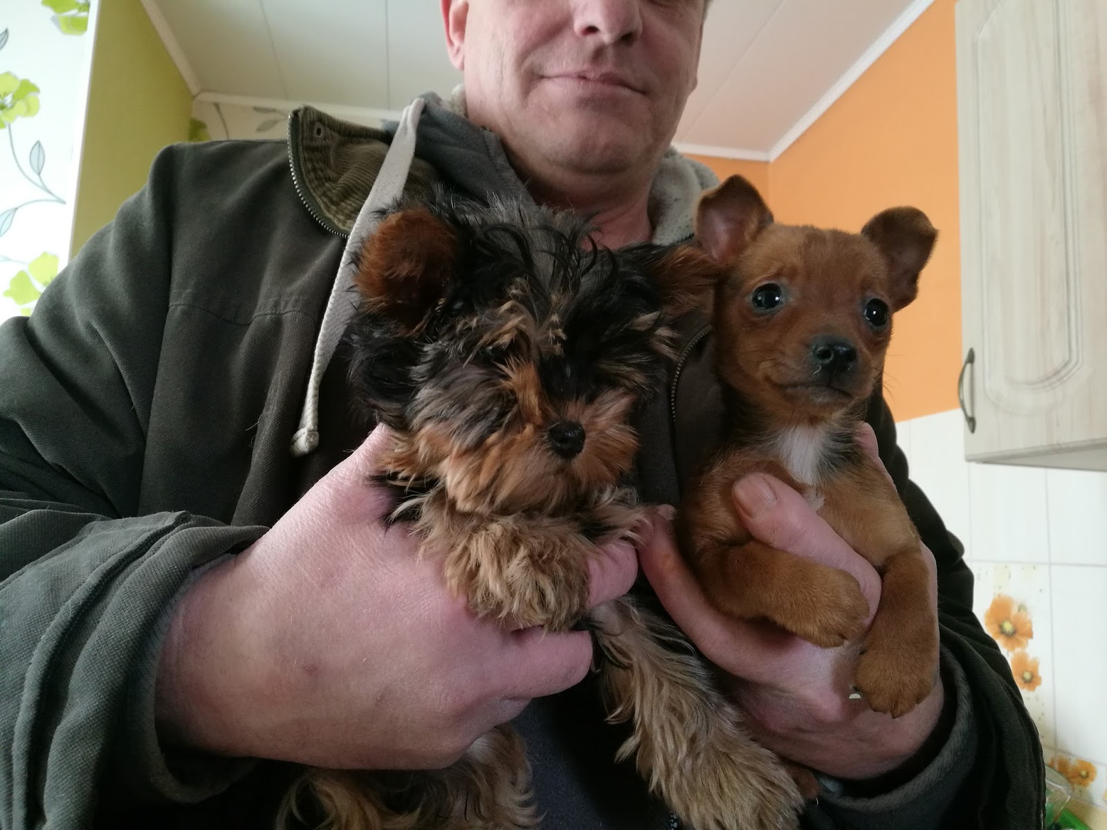 Heiksi blogi: "Minu nimi on Valner, Heiki Valner. Ostan kutsikaid kokku!"