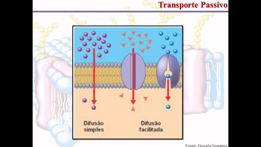Biologia e Ciências na Cabeça!: Membrana Plasmática