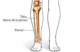 PRINCIPIOS ANATOMOFISIOLÓGICOS DE SOSTÉN Y MOVIMIENTO DEL CUERPO HUMANO.