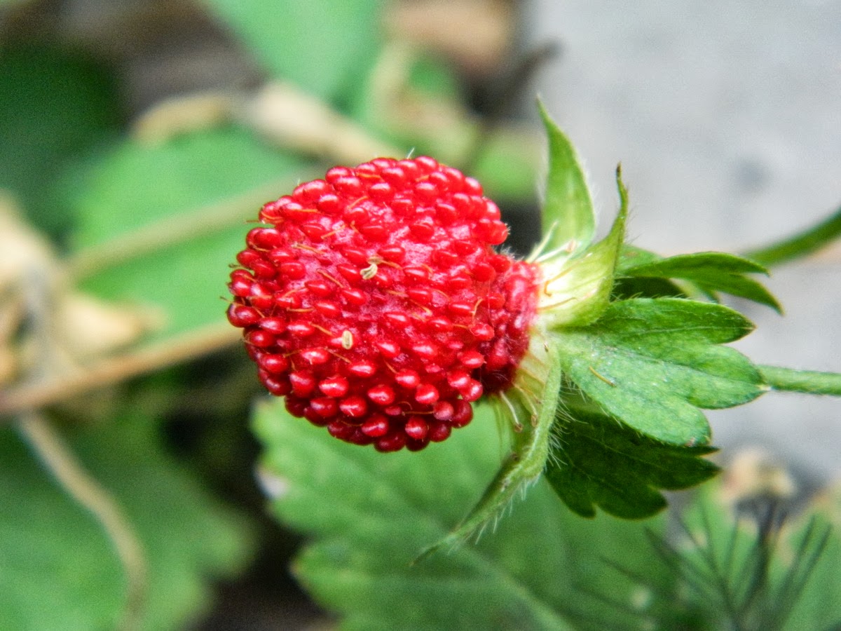 LA MULTI ANI, ROMANIA!: Fragi in parcul Cismigiu