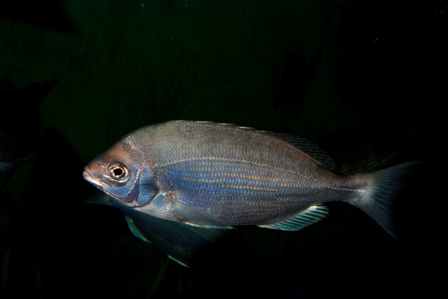 Artes de Pesca: VAMOS A PESCAR PAÑOSO PARTXIMIKI PANCHA O CHOPA