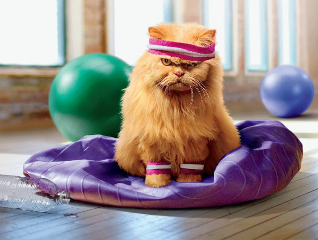 BEST CAT EXERCISE EQUIPMENTS