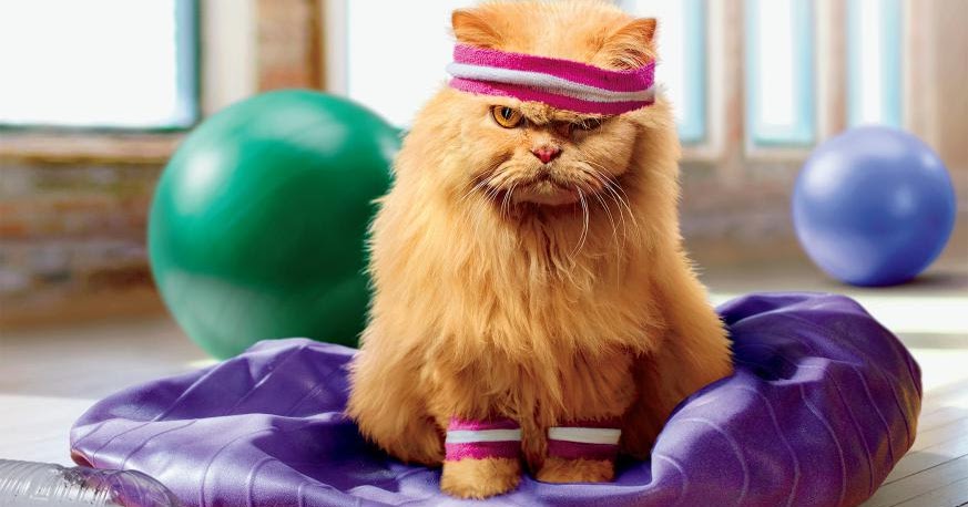 BEST CAT EXERCISE EQUIPMENTS