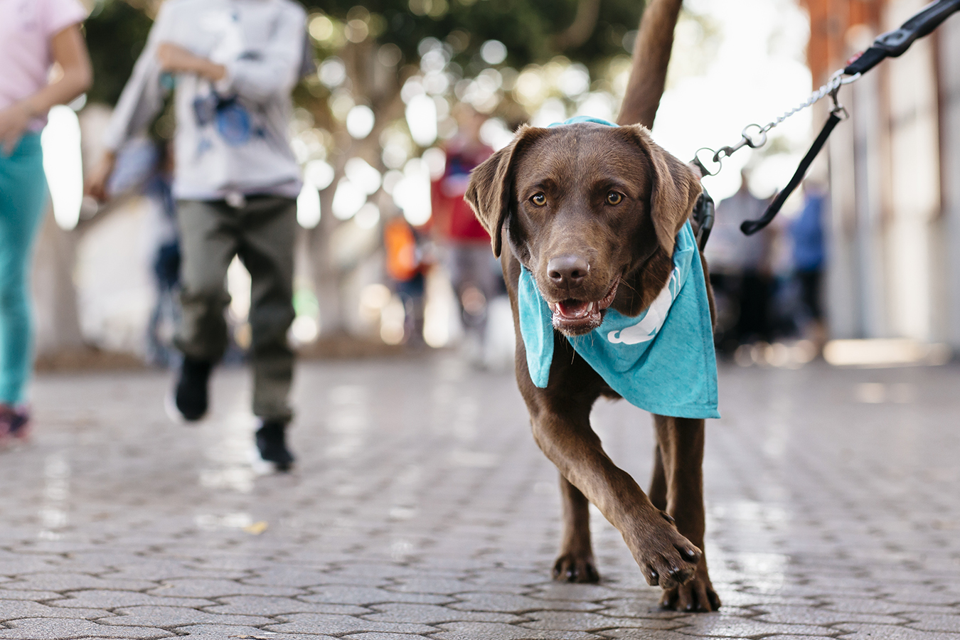 RSPCA Launches Million Paws Walk: Walk This May | Australian Dog Lover