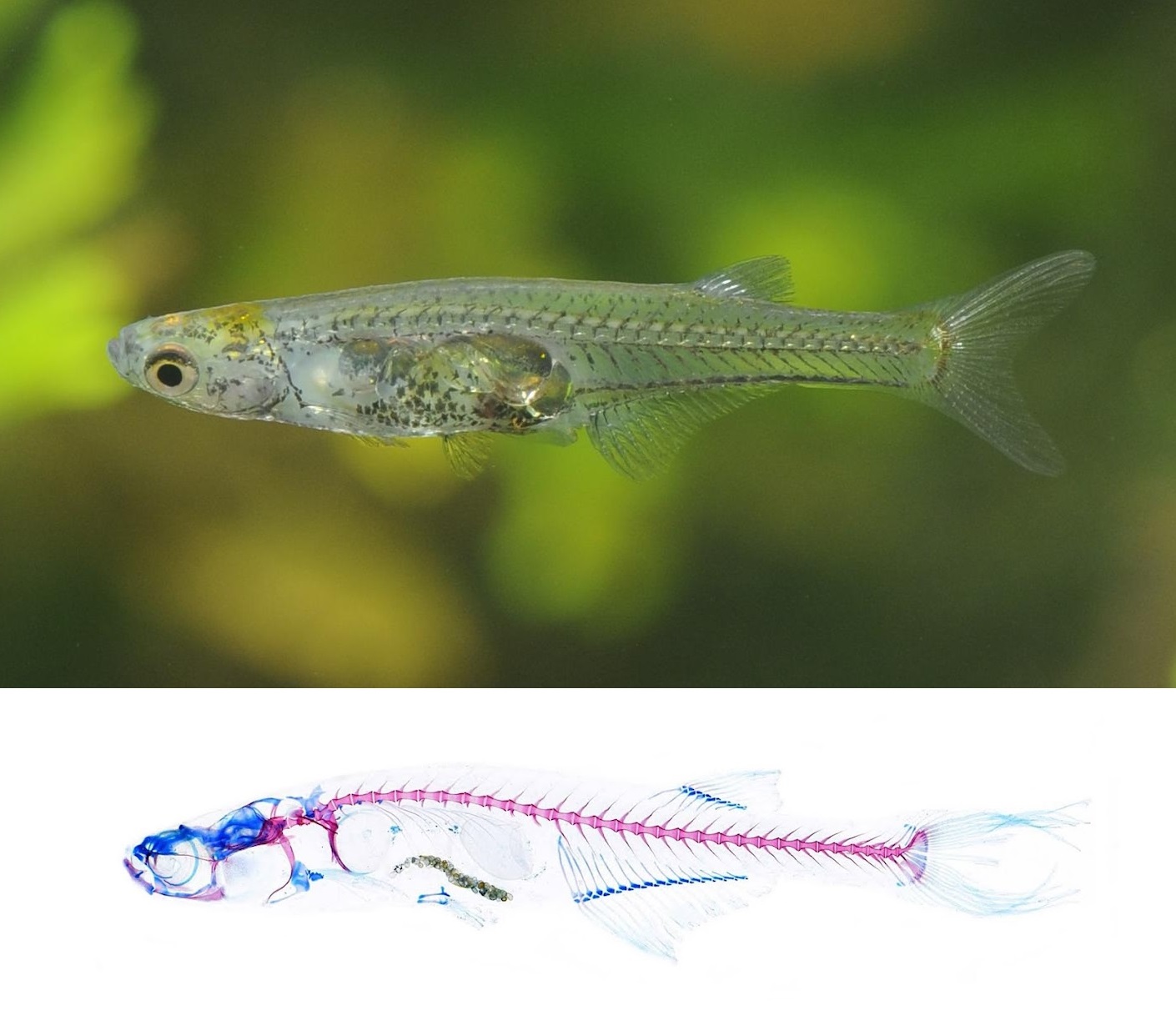Species New to Science: [Ichthyology • 2021] Danionella cerebrum • The ...