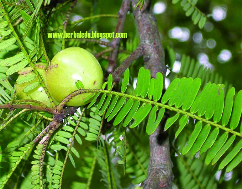 Emblica officinalis/ Emblica myrobalan/ Amalaki/ Nelli/ නෙල්ලි நெல்லி ...