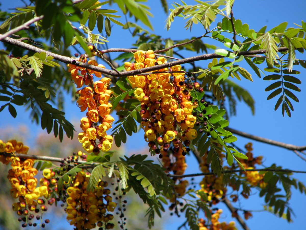 Life in Costa Rica: Caña Fistula Part 2