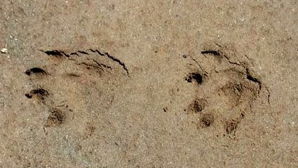 Snapping Turtle Tracks