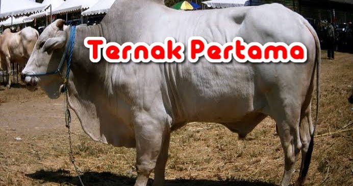 Cara Memilih Bibit Sapi PO yang Baik