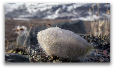 Arctic Woolly Bear Moth