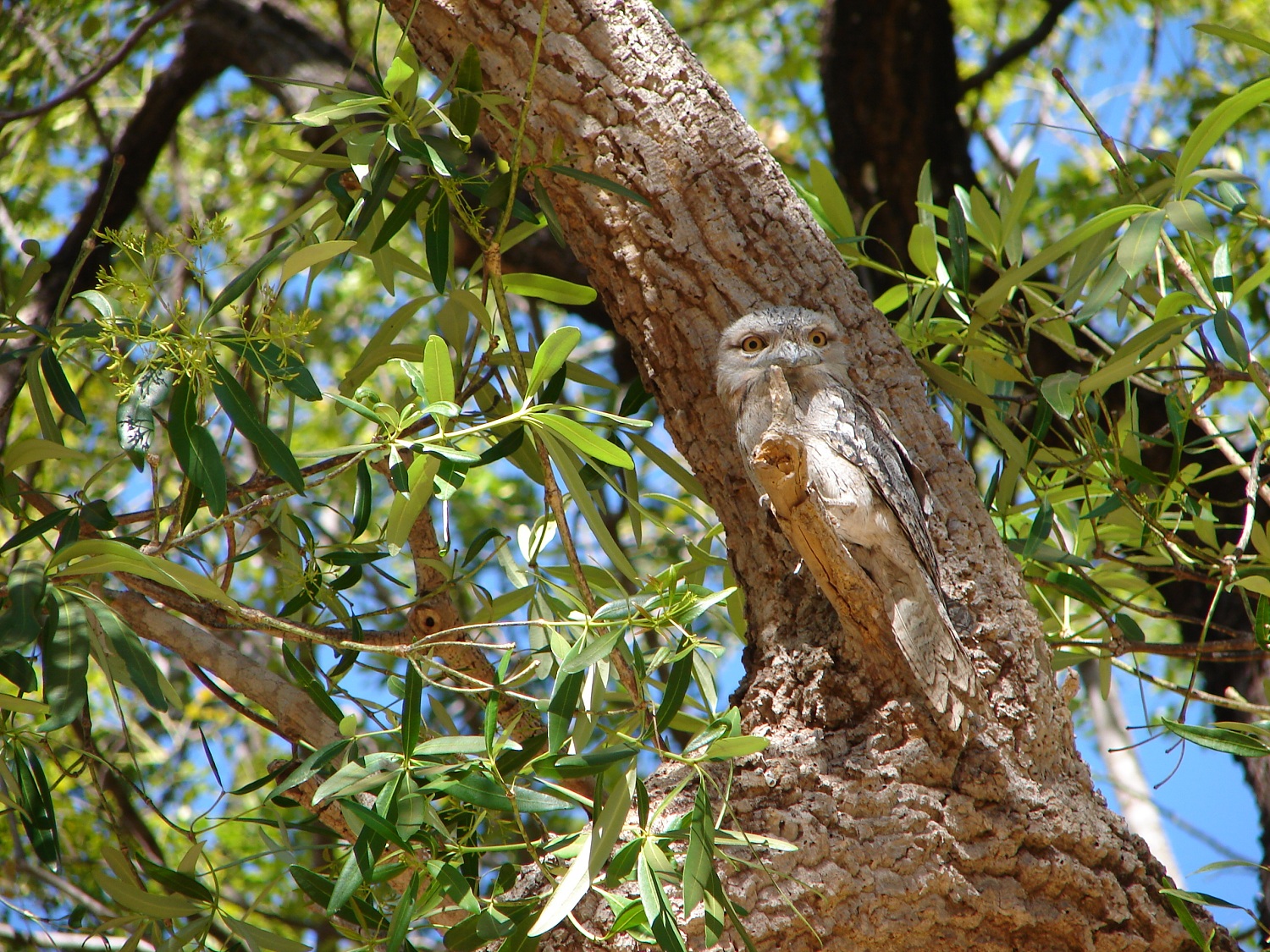 Steve and Dee's Australian tour: Springvale Homestead-NT.