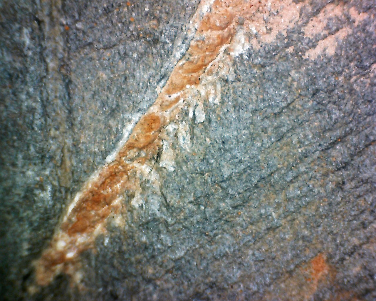 Cáceres al natural: GRAPTOLITES