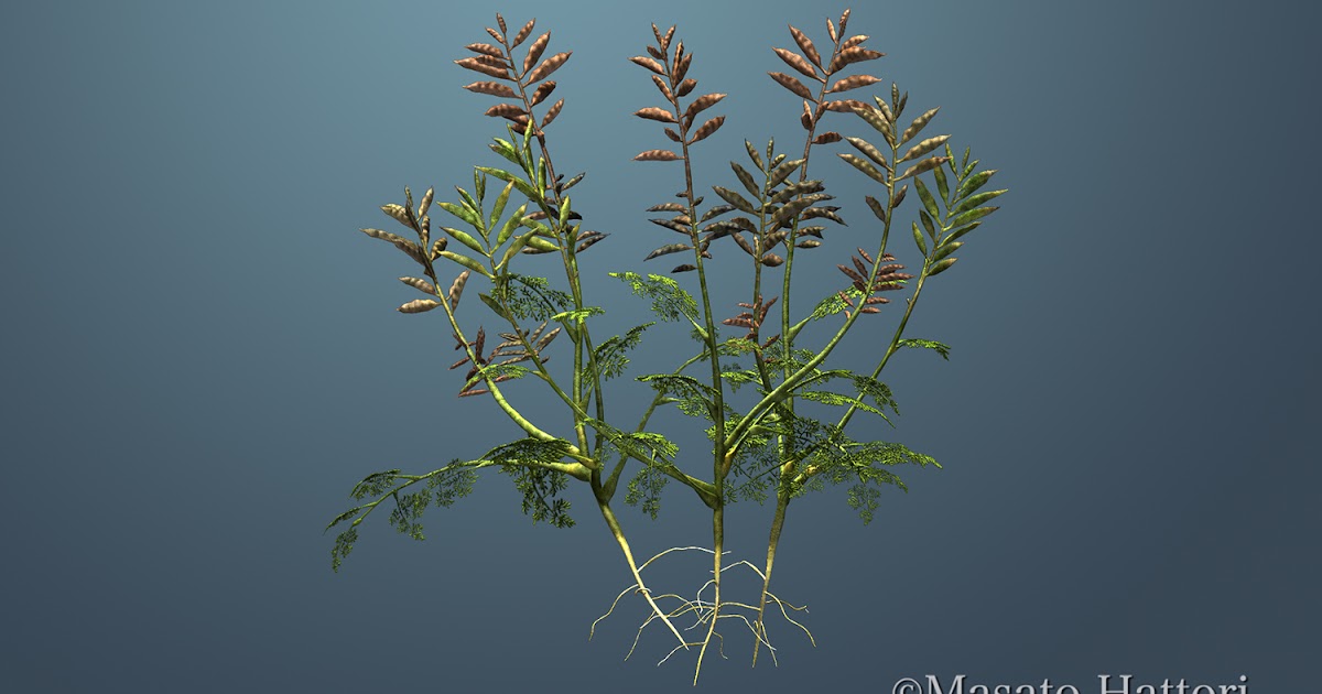 Marchan Blog: アルカエフルトゥクス Archaefructus