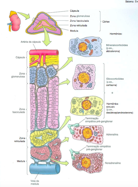 Glândulas Adrenais | Atlas de Histologia - MED UESB