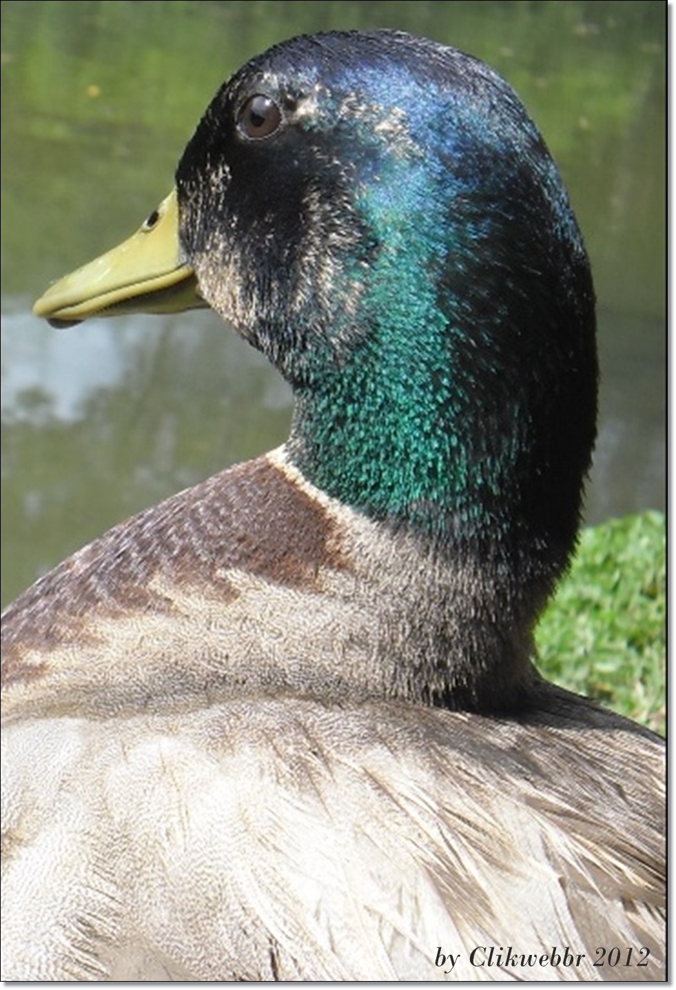 Mundo das Plantas : 2012