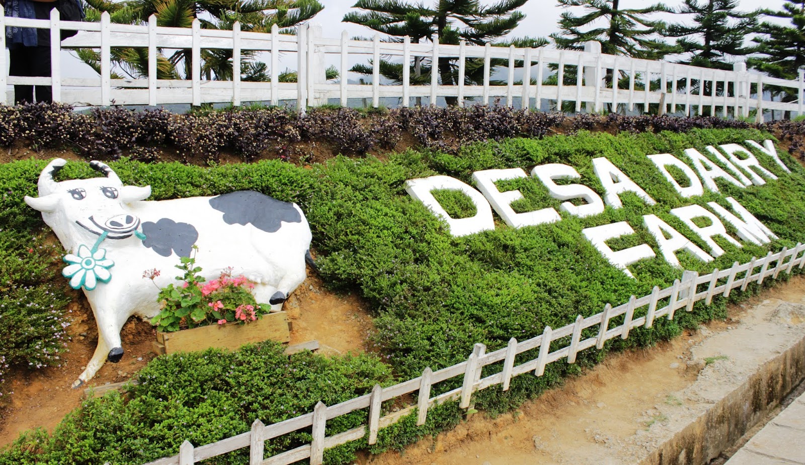 Atuk: DESA DAIRY FARM KUNDASANG, SABAH