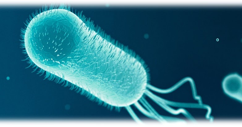 ¿Qué debes saber sobre Escherichia coli?