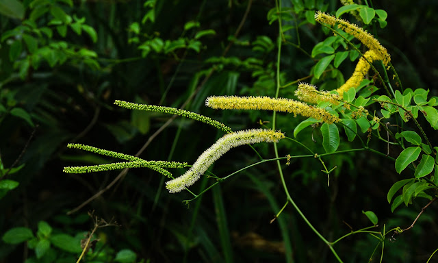 Entada phaseoloides (L.) Merr.