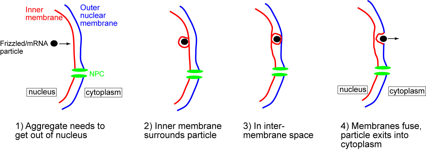 cellways: There's more than one way to get out of a nucleus