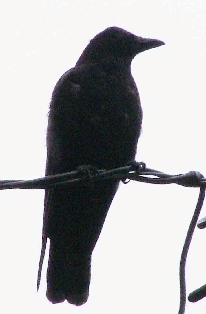 Caw Caw - DFW Point-to-Point