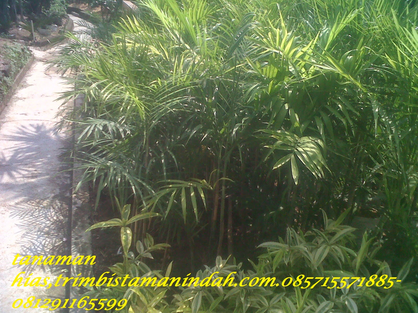 tukang pohon puring zet jakarta | menjual pohon puring zet jakarta ...