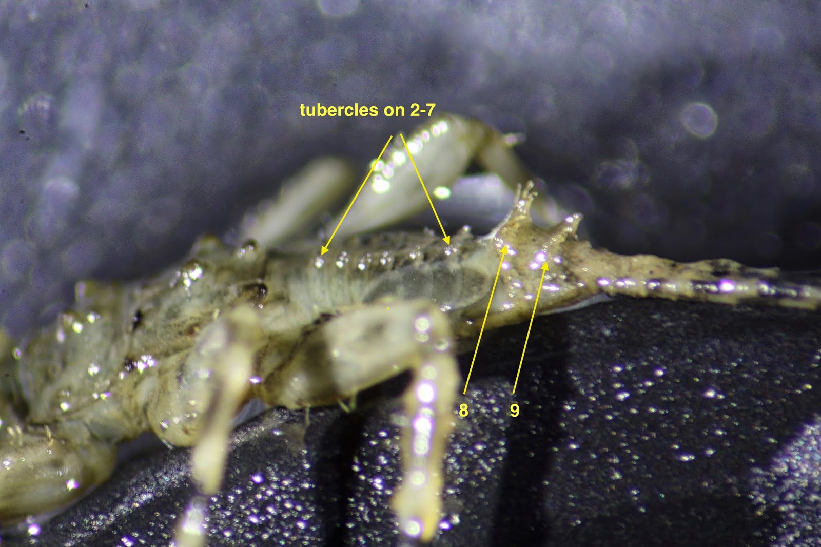 Aquatic Insects of Central Virginia: New Insects from Oregon: Drunella ...