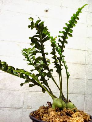 ant ferns: Ant Ferns