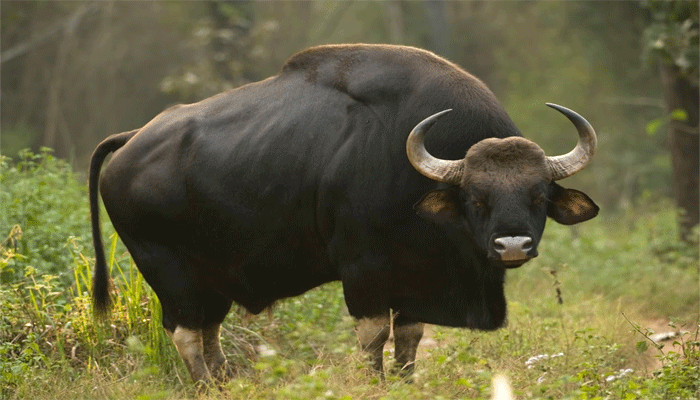 ജനവാസ മേഖലയിലെ ഏലത്തോട്ടത്തിൽ കാട്ടുപോത്ത് - SuperPrimetime