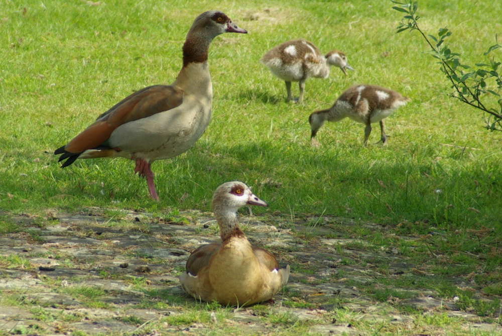 Naturphoto: Nilgänse