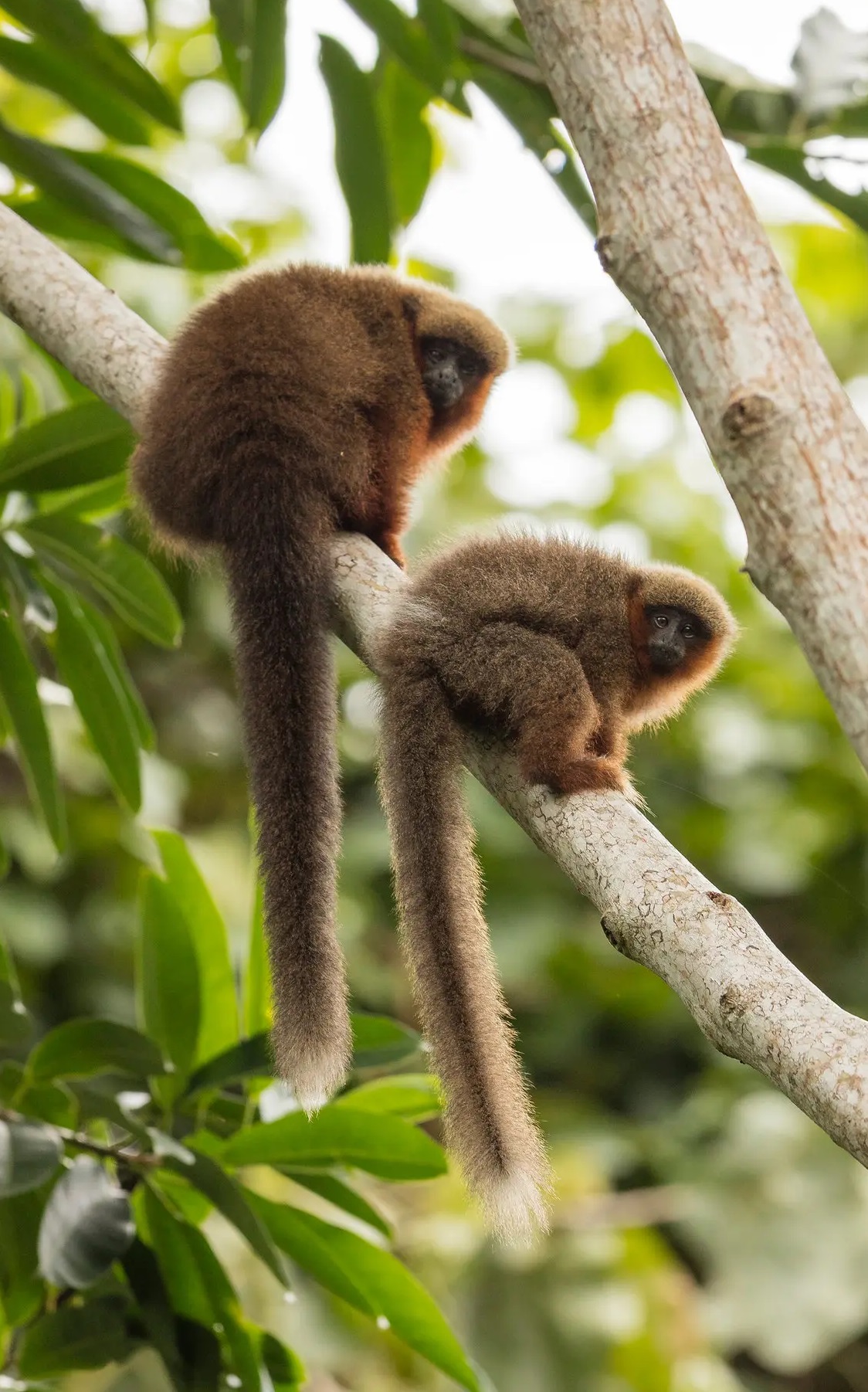 BOLIVIA... LO MEJOR QUE TENEMOS: FLORA Y FAUNA DE BOLIVIA