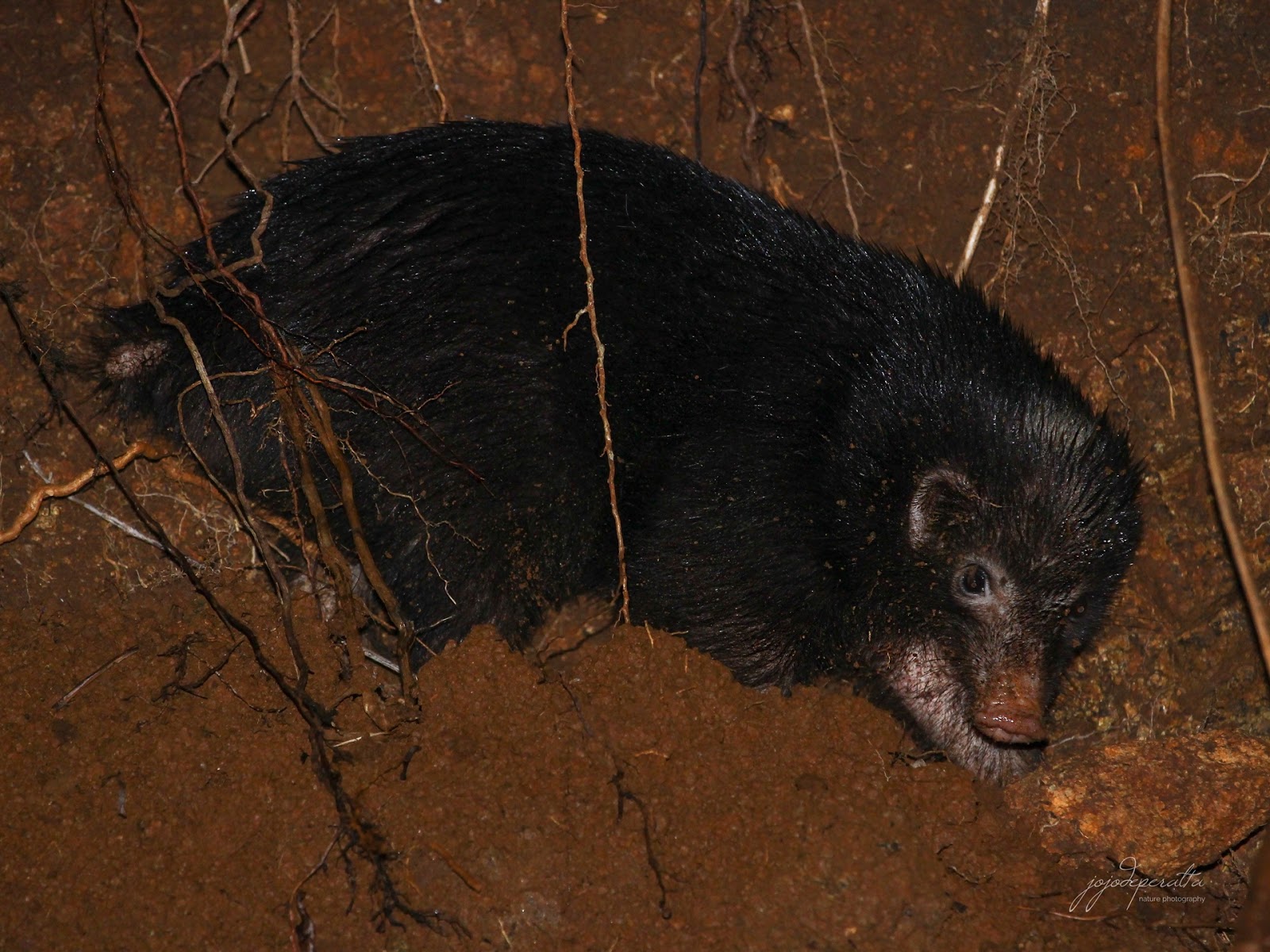 Palawan Stink Badger - A mephitid endemic to Palawan