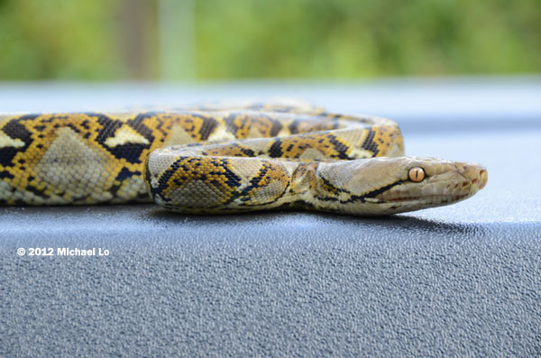 The rainforests of Borneo & Southeast Asia: Reticulated python (Python ...
