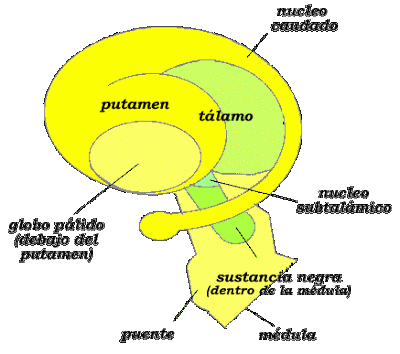 NÚCLEOS BASALES