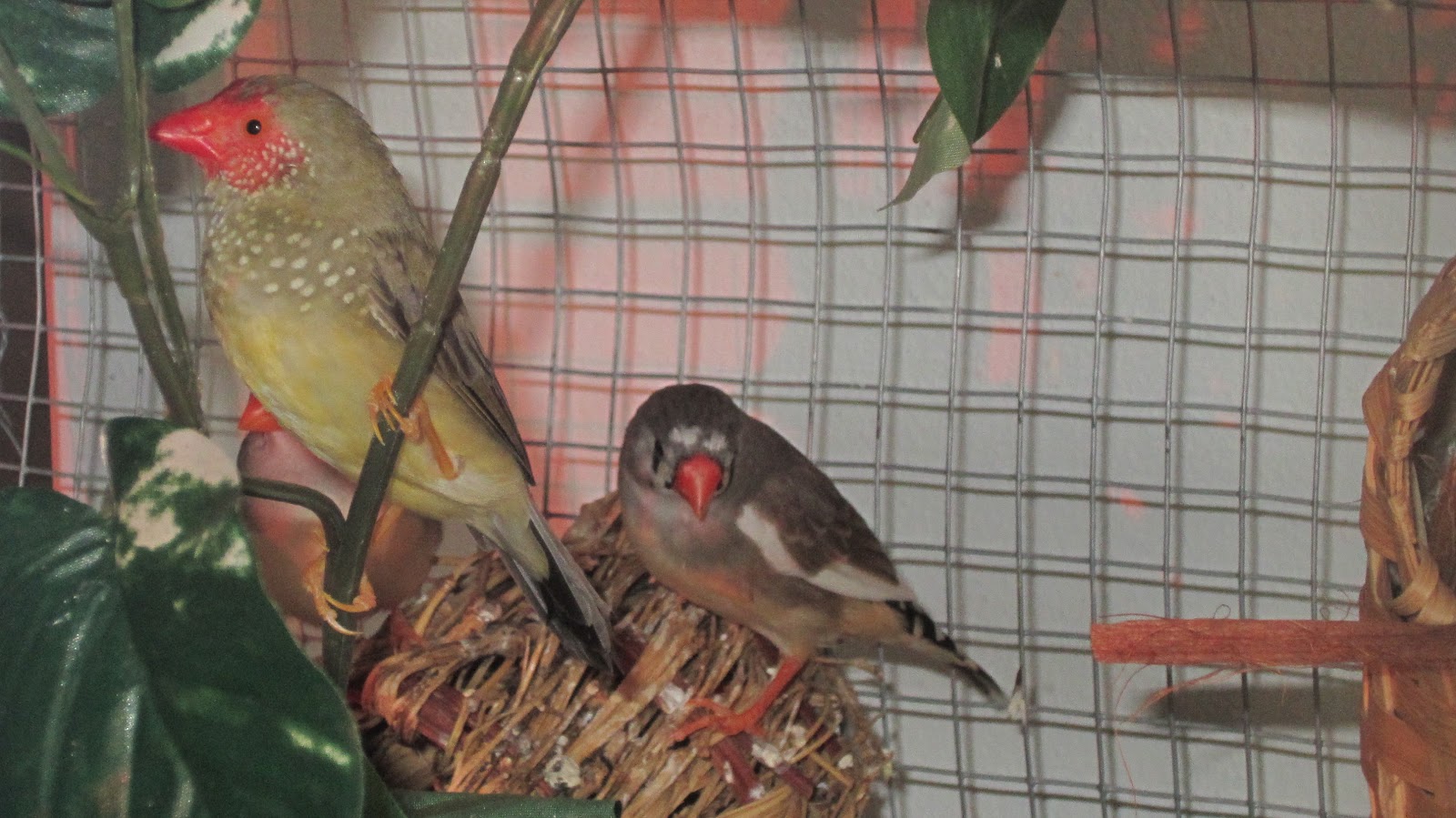 South Beach Finches: Star finches