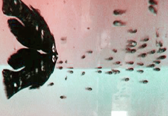 How Black molly fish give birth to babies? - Fish Tank Setup